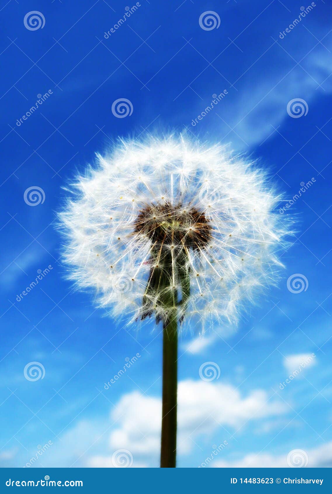 Dandelion Clock stock image. Image of spring, foliage - 14483623