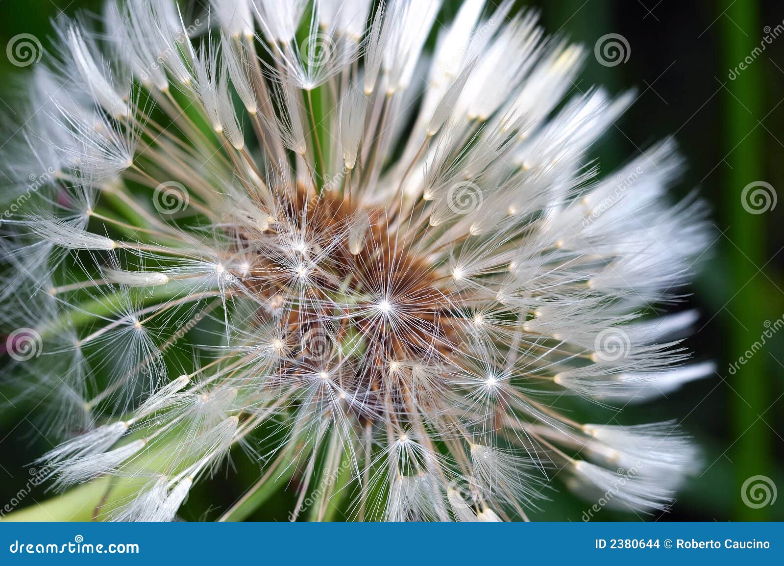 Dandelion clock stock photo. Image of white, clock, dandelion - 2380644