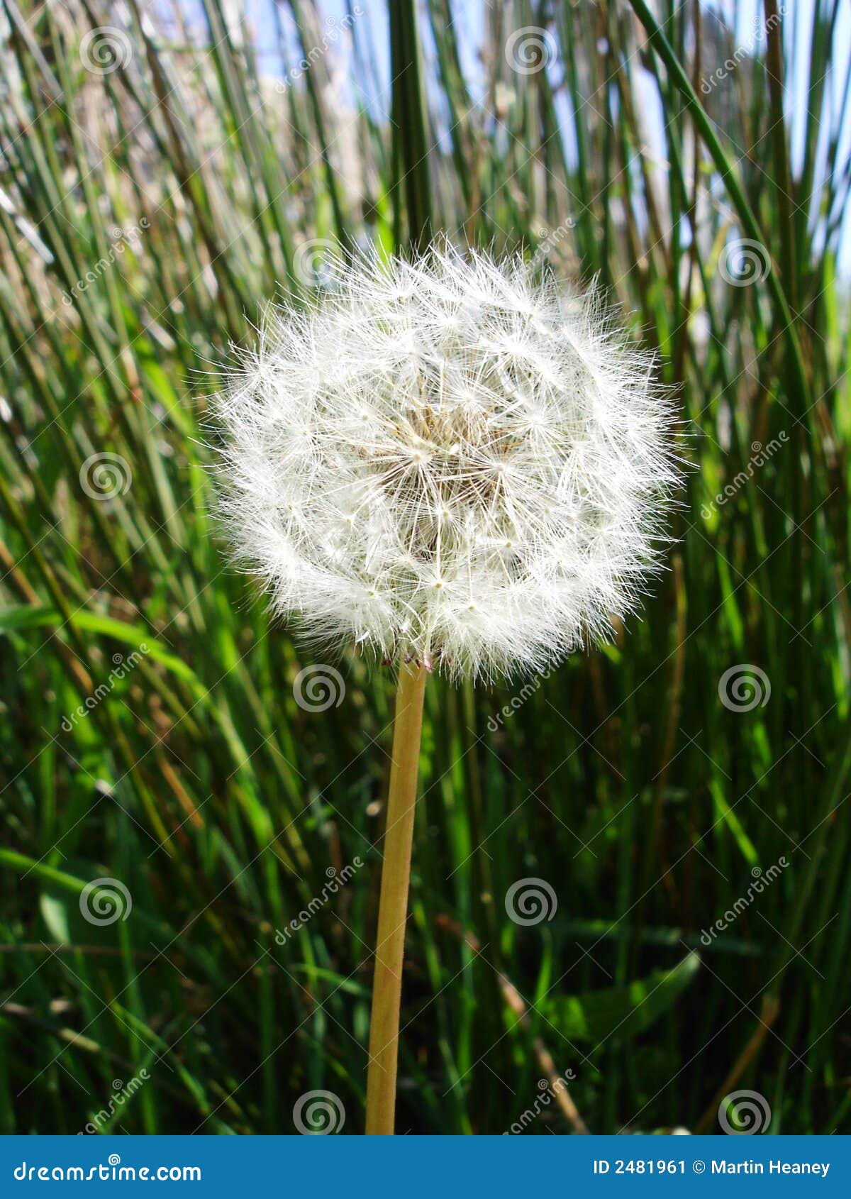 Dandelion Clock stock image. Image of stem, flower, nature - 2481961