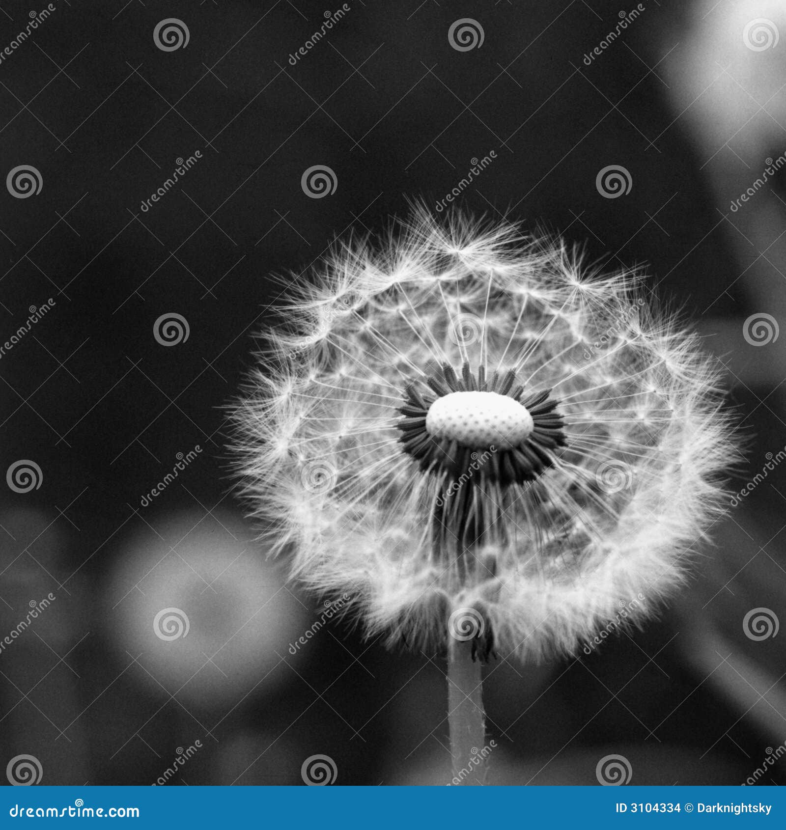 Dandelion Clock stock photo. Image of natural, growing - 3104334
