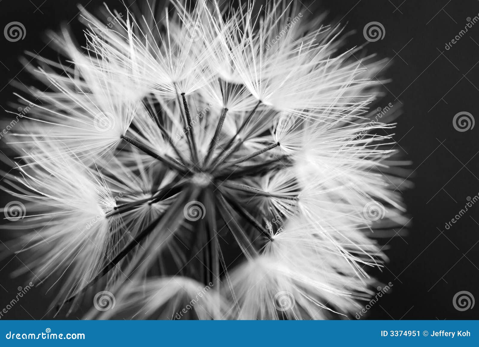 Dandelion Clock stock image. Image of blowball, summer - 3374951