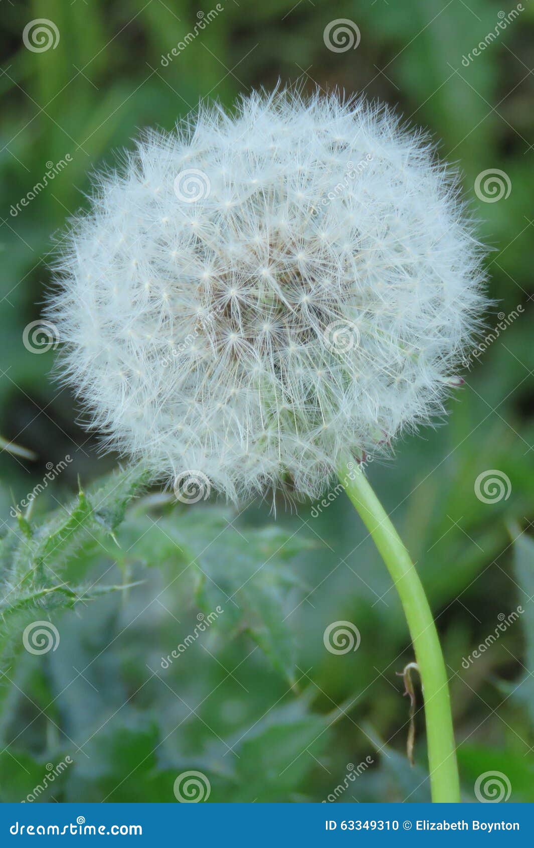 Dandelion clock stock photo. Image of flower, bloom, season - 63349310