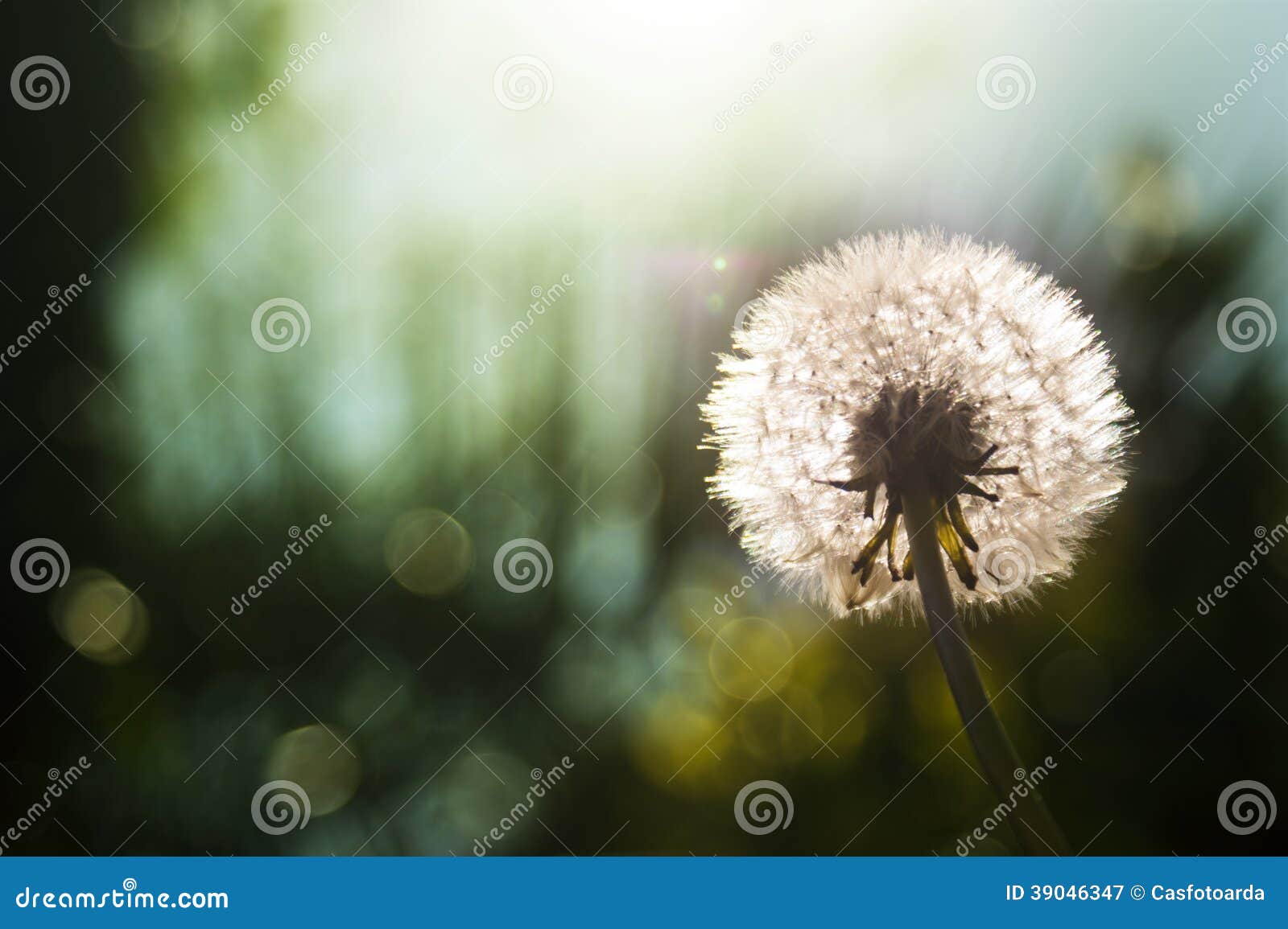 Dandelion clock flower stock image. Image of plant, nonurban - 39046347