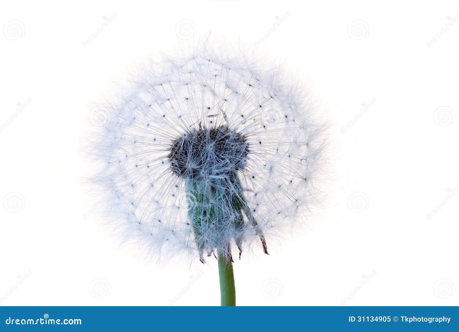 Dandelion clock stock image. Image of pollen, flower - 31134905