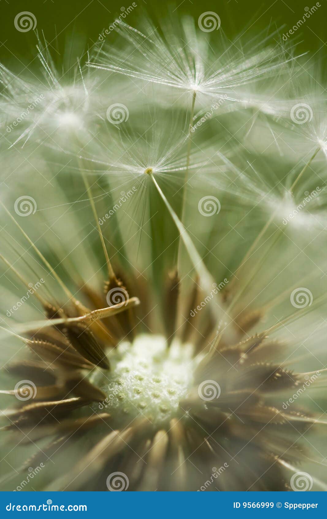 2,395 Weed Clock Stock Photos - Free & Royalty-Free Stock Photos from ...