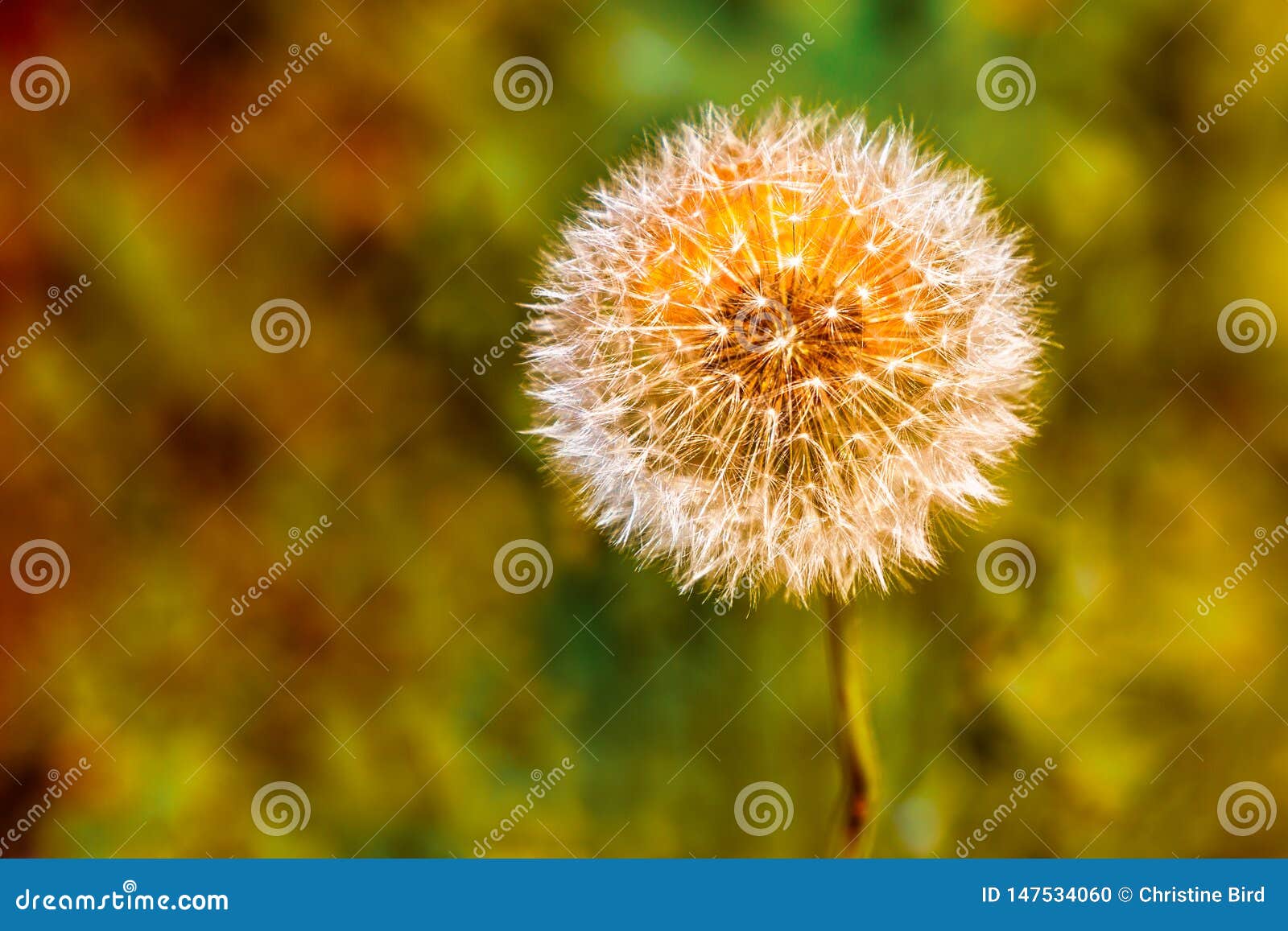 Dandelion Clock With An Orange Wild Flower Hidden Behind Making The ...