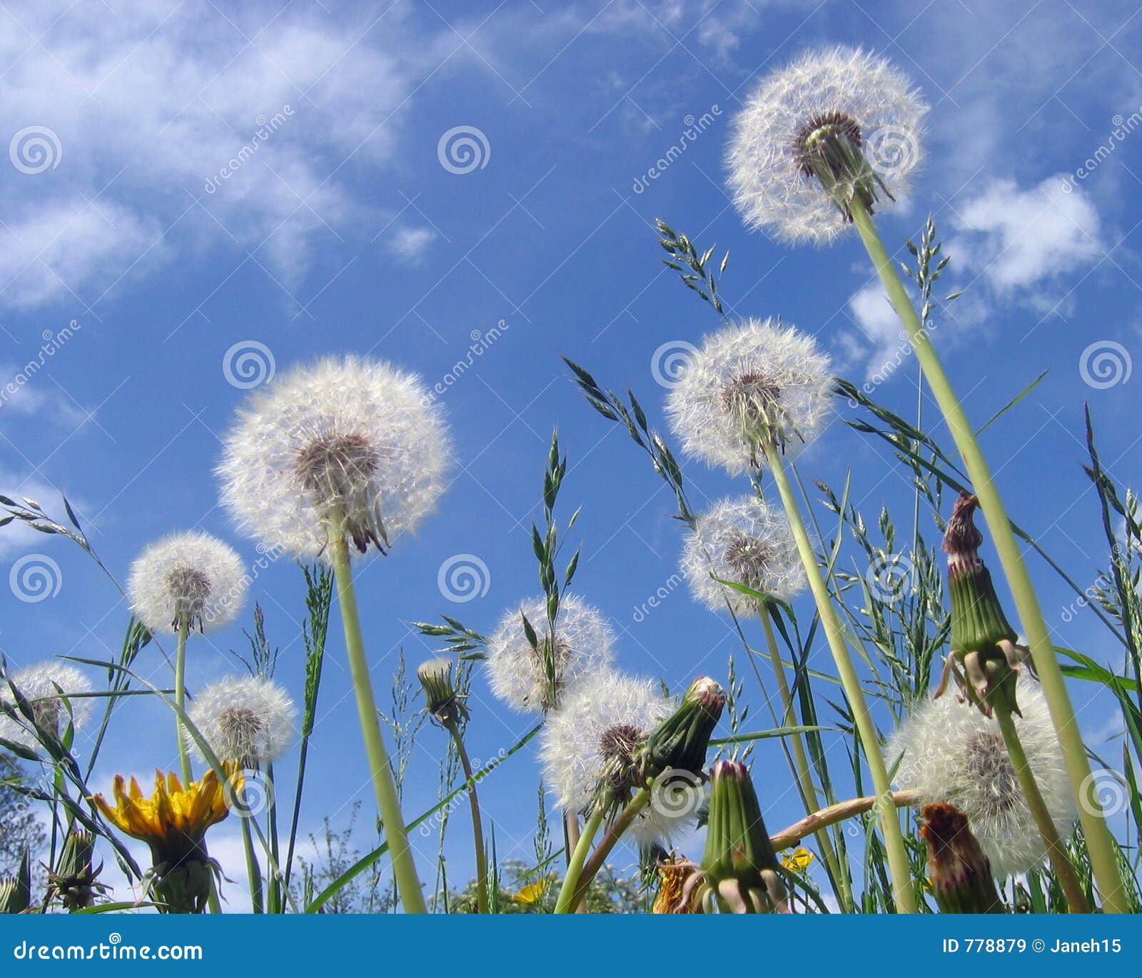 Dandelion clocks stock image. Image of horticulture, seeds - 778879