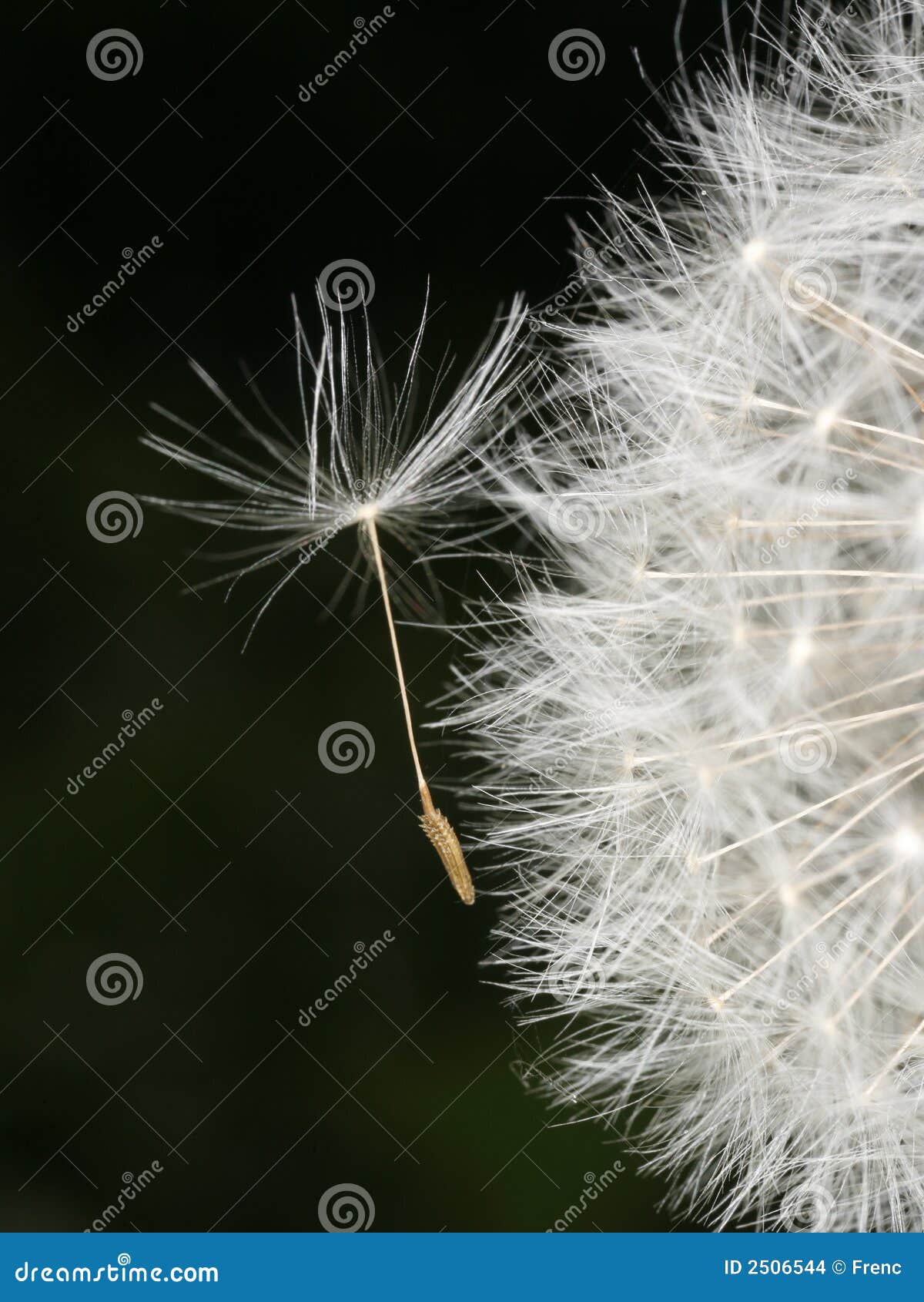 Dandelion, close-up stock photo. Image of macro, object - 2506544