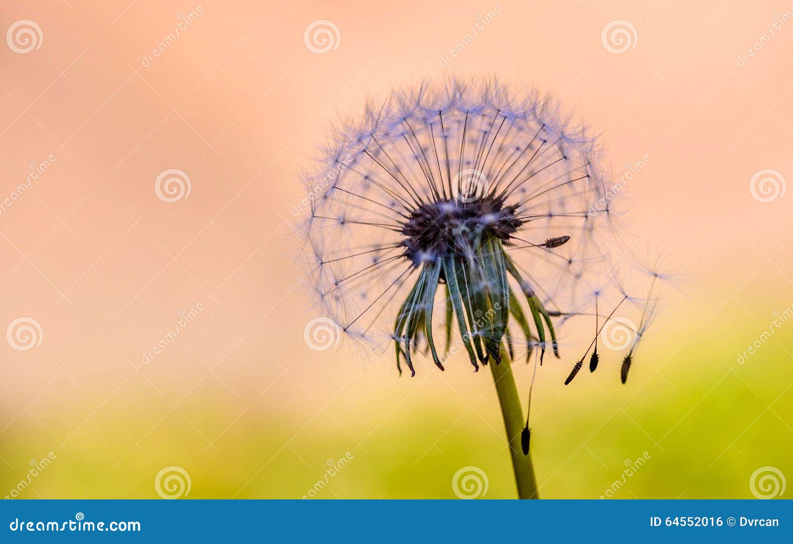 Dandelion Close Up With Abstract Color In The Background Stock ...