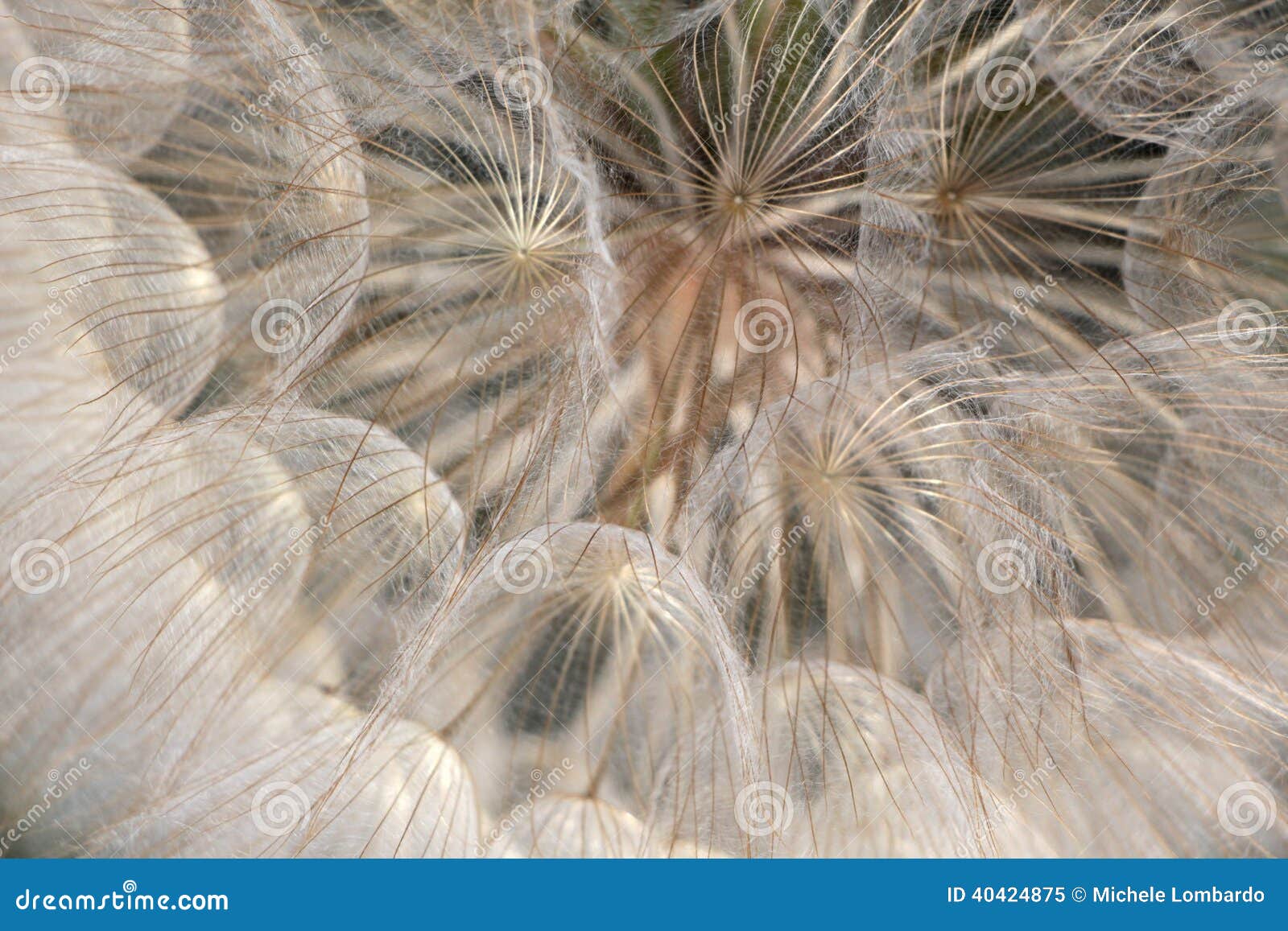 10,684 Delicate Structure Stock Photos - Free & Royalty-Free Stock ...