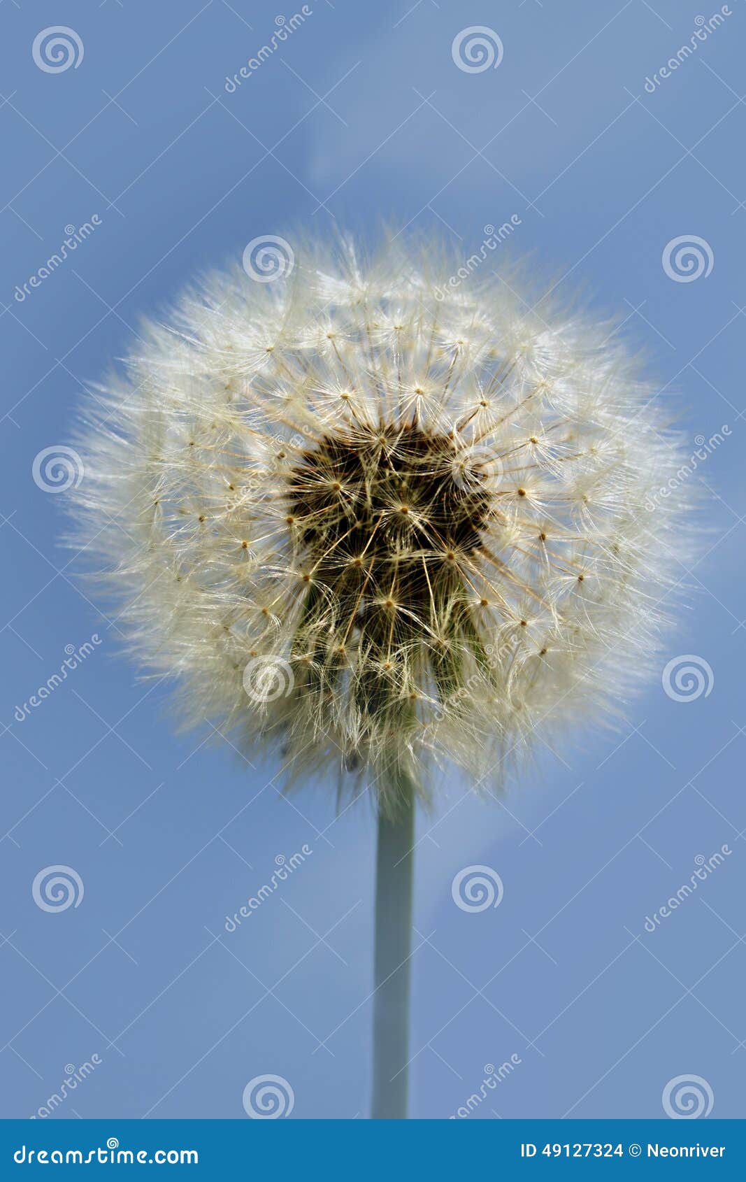 Dandelion stock photo. Image of sepals, pappus, ruderals - 49127324