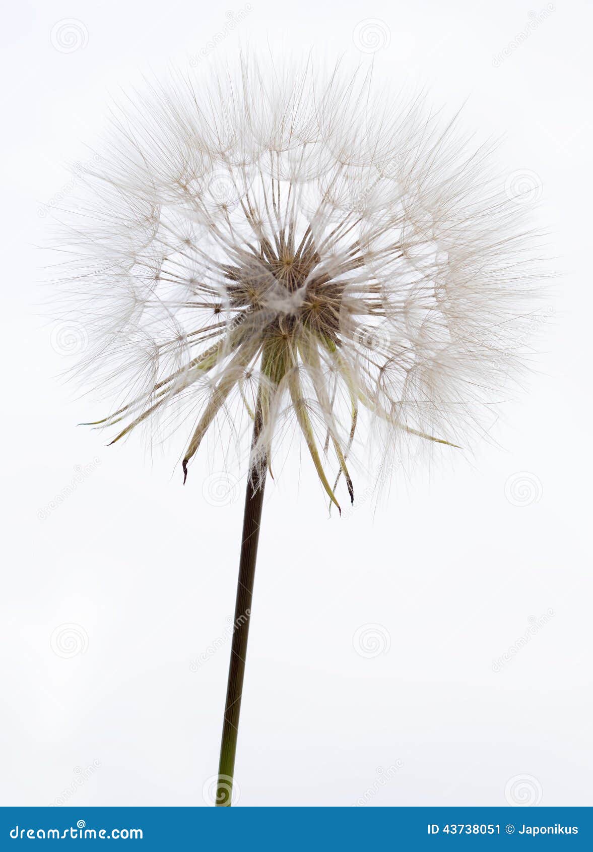 Dandelion closeup stock image. Image of macro, cute, fresh - 43738051