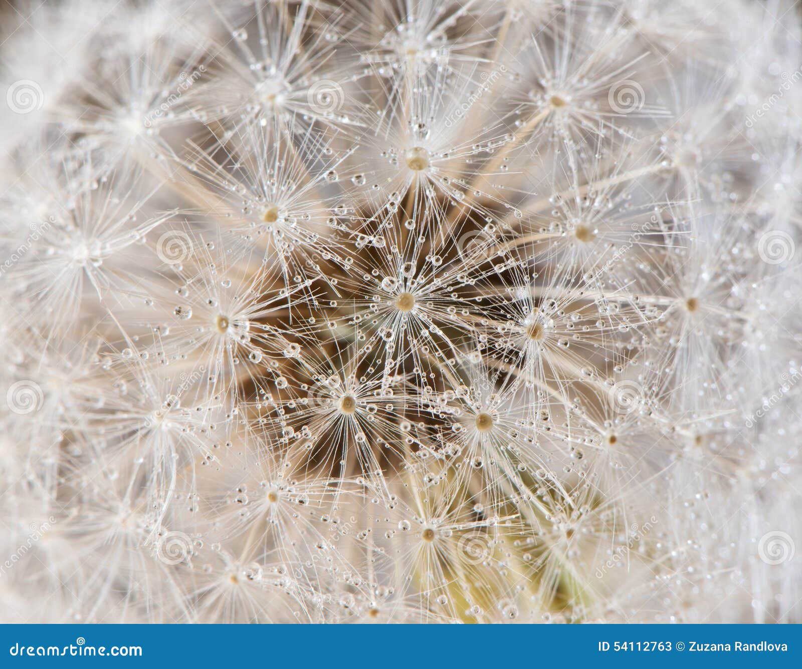 Dandelion stock image. Image of water, abstract, flowering - 54112763