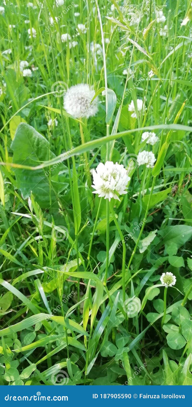 Dandelion and Clover. One Dandelion in a Field of Clovers Stock Photo ...