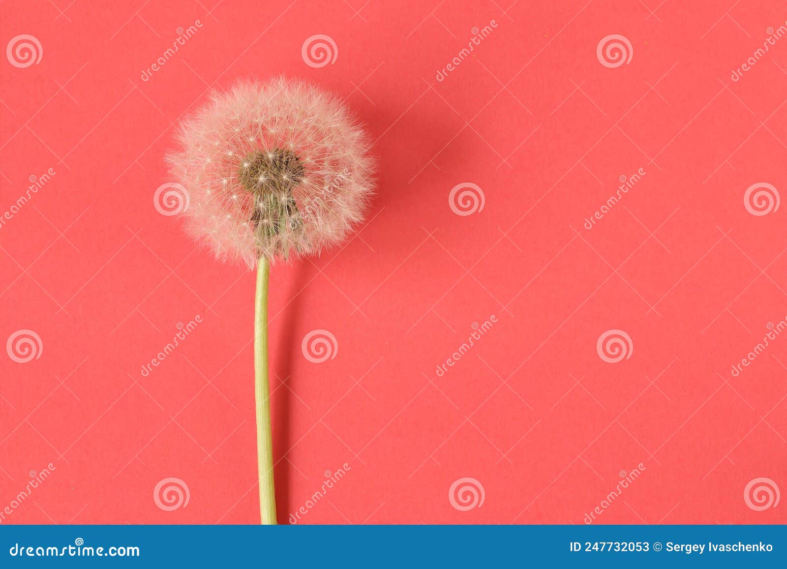 Dandelion on Colored Paper Background. Stock Image - Image of blue ...