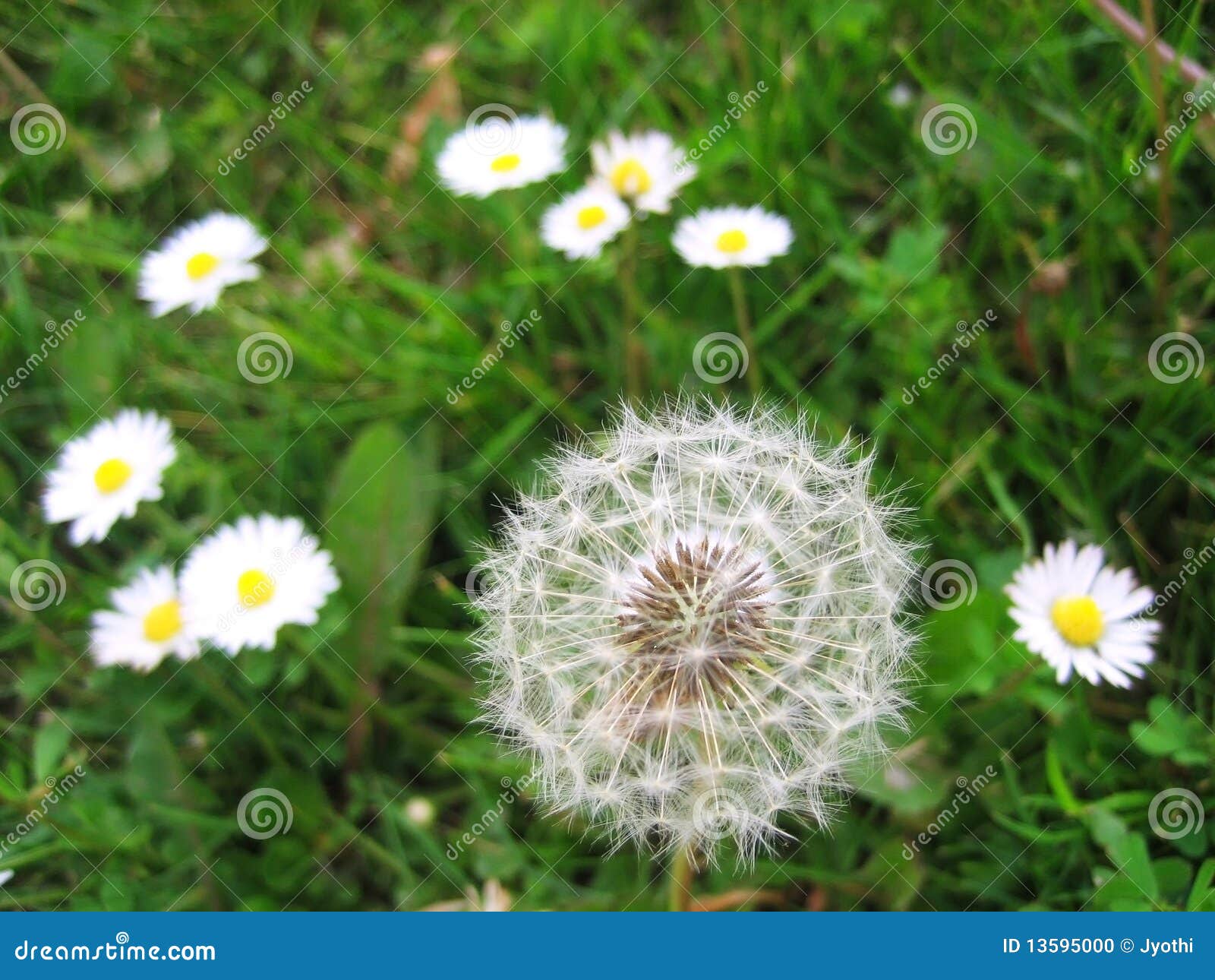 Dandelion and daisies stock photo. Image of garden, nature - 13595000