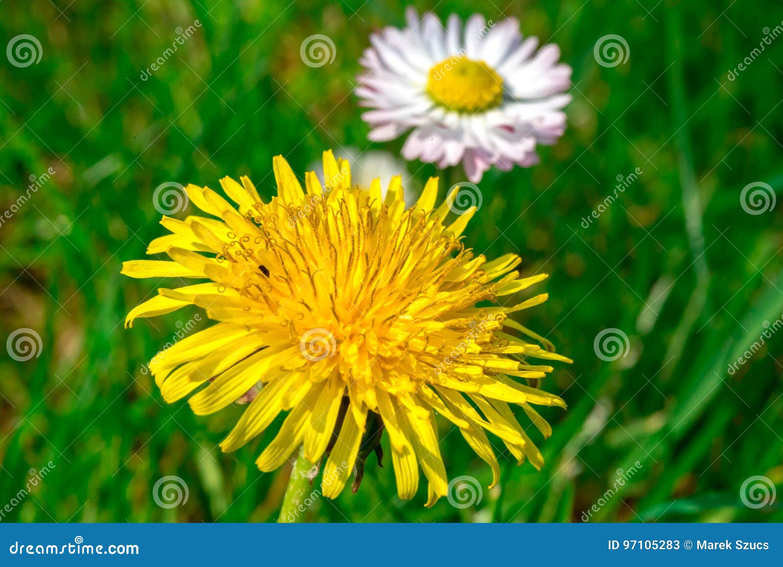 Dandelion and Daisy in Green Grass Field Stock Image - Image of ...