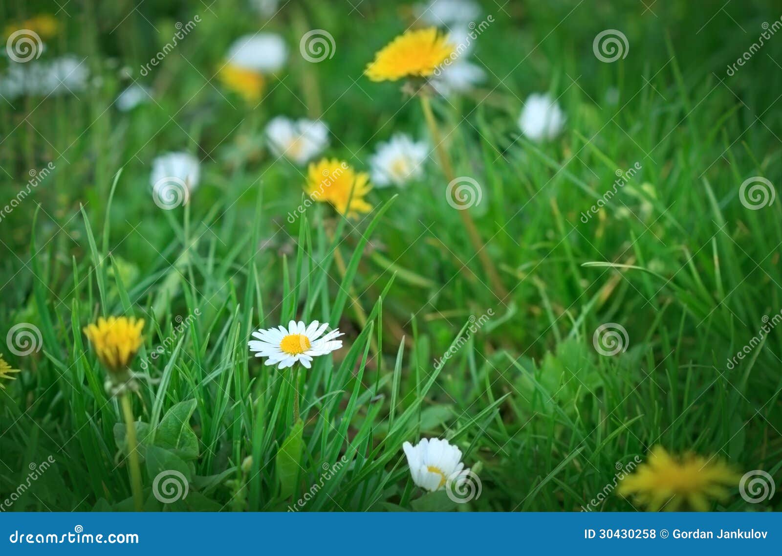 Dandelion and daisy stock photo. Image of environment - 30430258