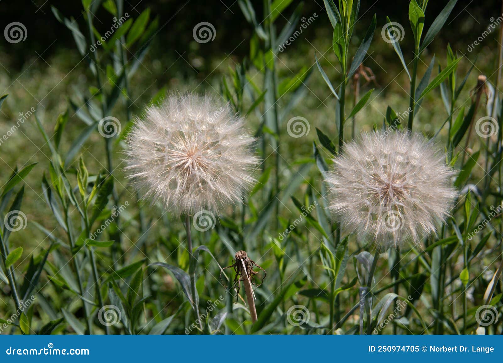 Dandelion stock image. Image of park, tendrils, flying - 250974705
