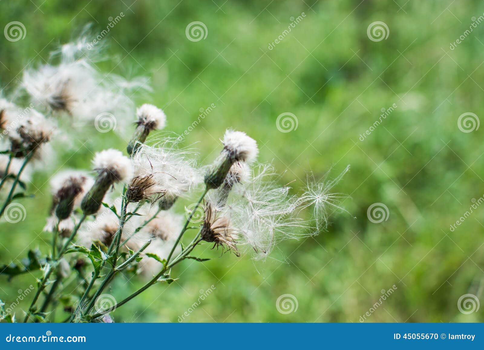271 Dandelion Delight Stock Photos - Free & Royalty-Free Stock Photos ...