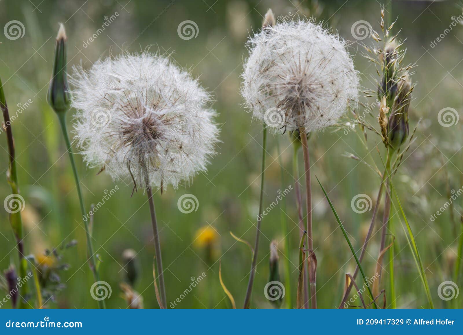 Dandelion Desbotado Como Duo Imagem de Stock - Imagem de nave, ervas ...