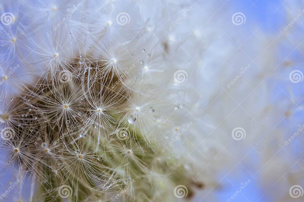Dandelion in the drops stock photo. Image of drops, dandelion - 31281322