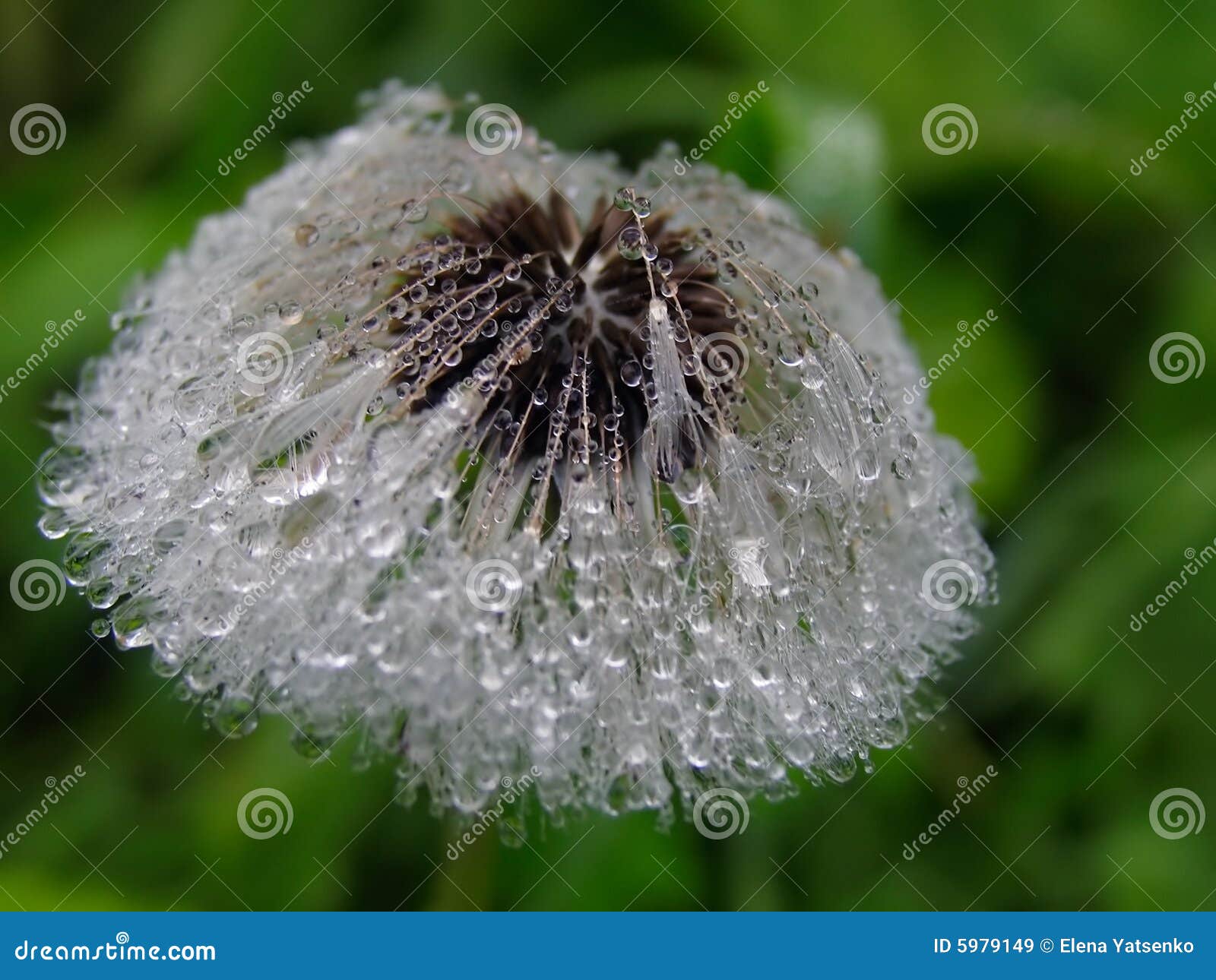 Dandelion with Drops of Water Stock Image - Image of nature, grow: 5979149