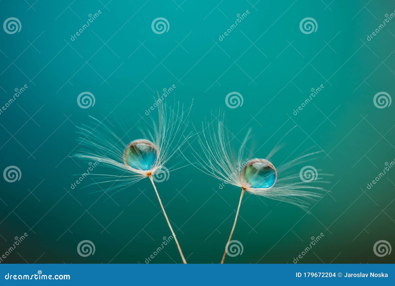 Dandelion with Drops of Water in a Beautiful Tonality. Macro of a ...