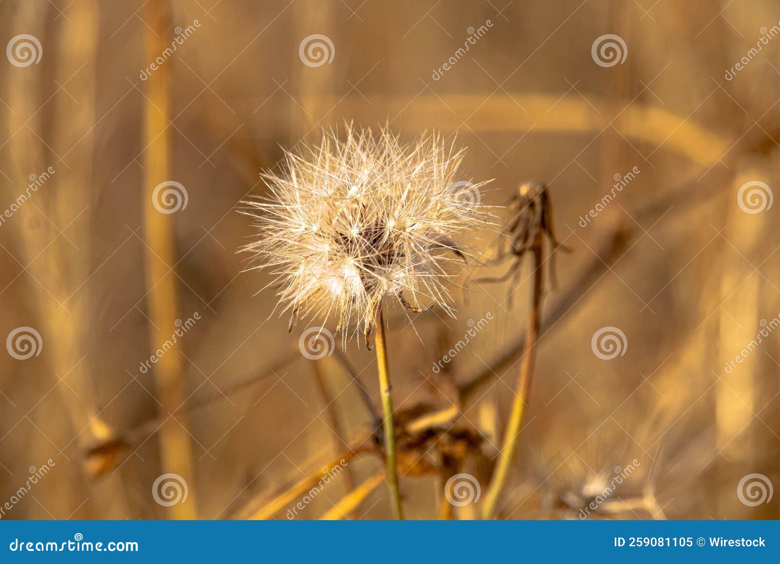 Dandelion in a dry valley stock image. Image of grass - 259081105