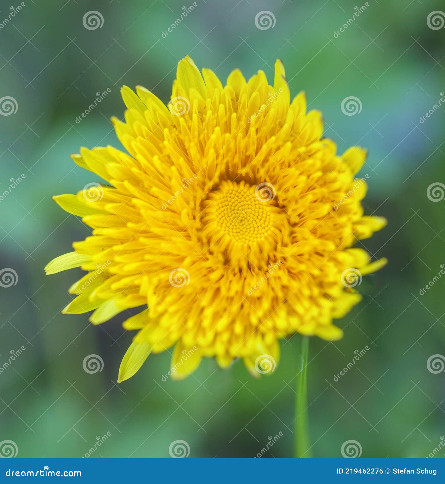 Dandelion - Early Bloomer stock photo. Image of plant - 219462276