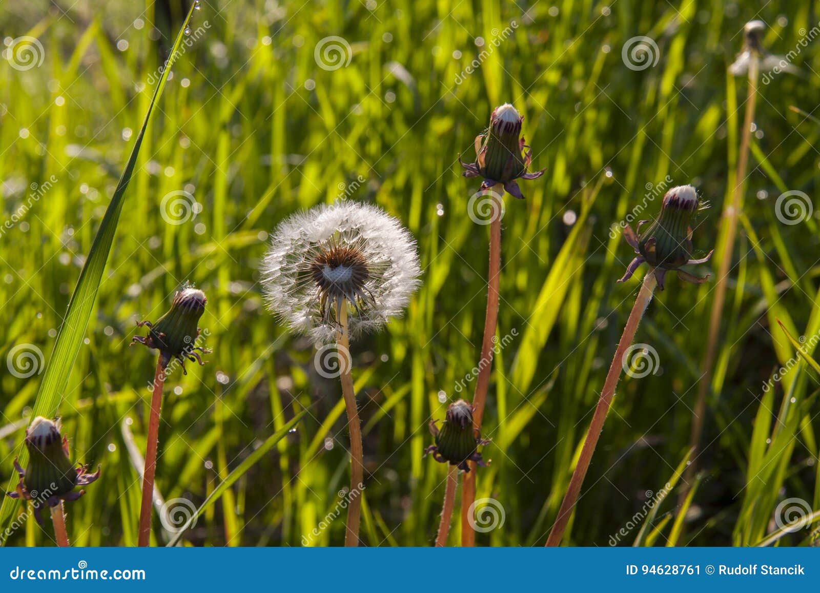 Dandelion stock image. Image of head, growth, outdoors - 94628761