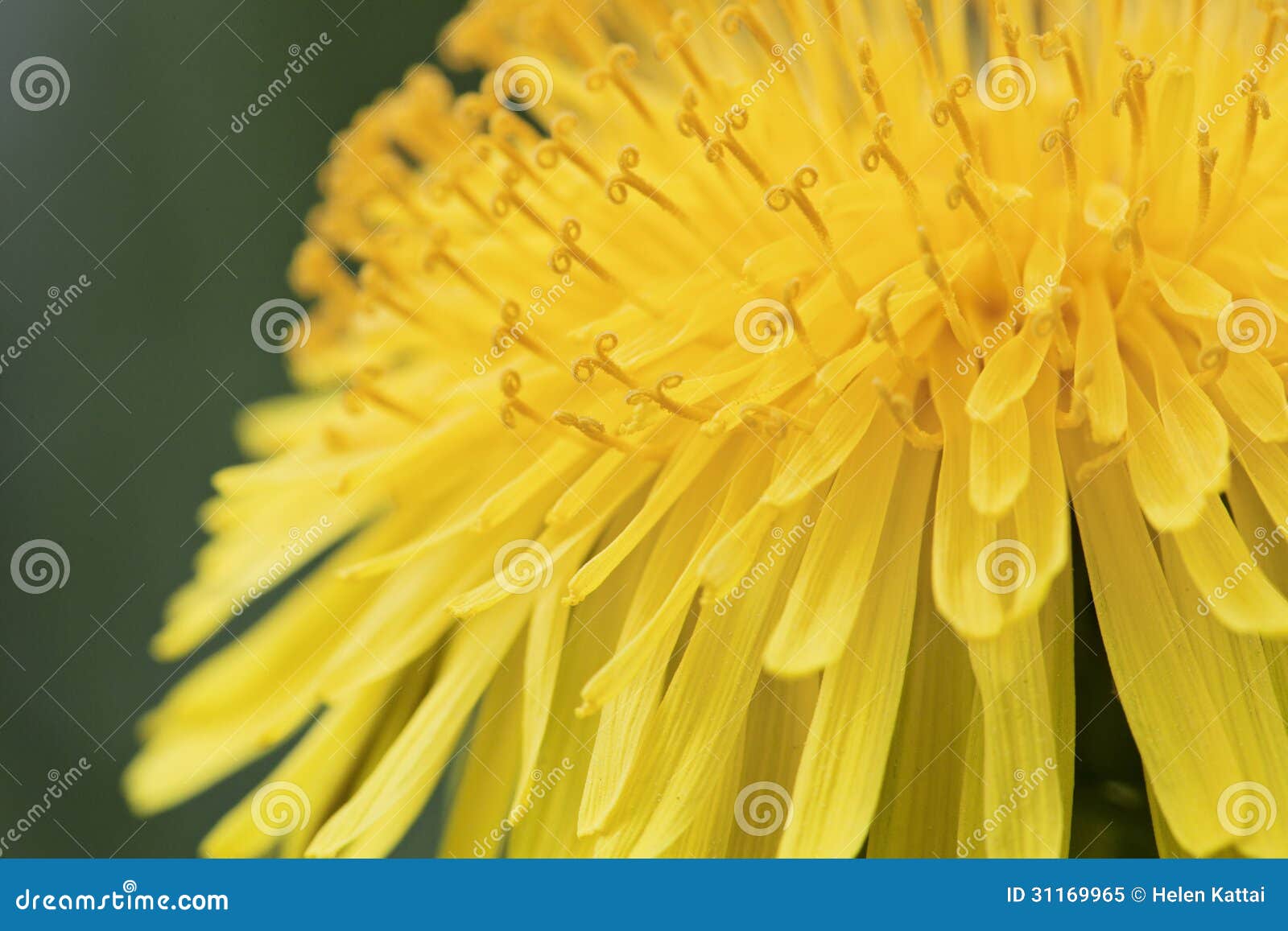 Dandelion stock image. Image of botanic, life, beautiful - 31169965