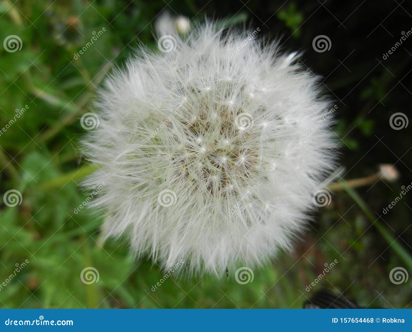 Close Up of a Dandelion in Fall Stock Photo - Image of blossom, plant ...