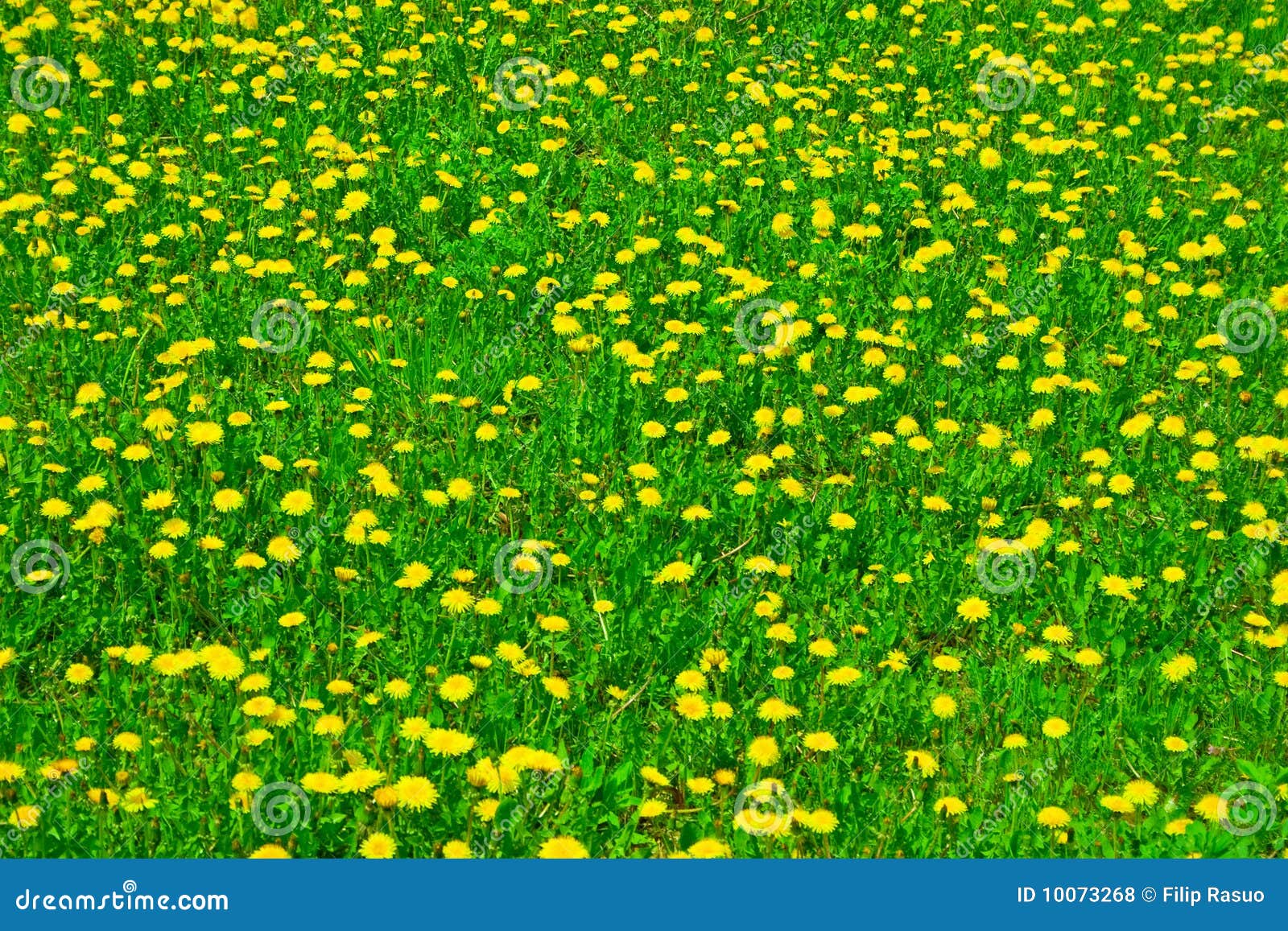 Dandelion field stock photo. Image of suburban, garden - 10073268