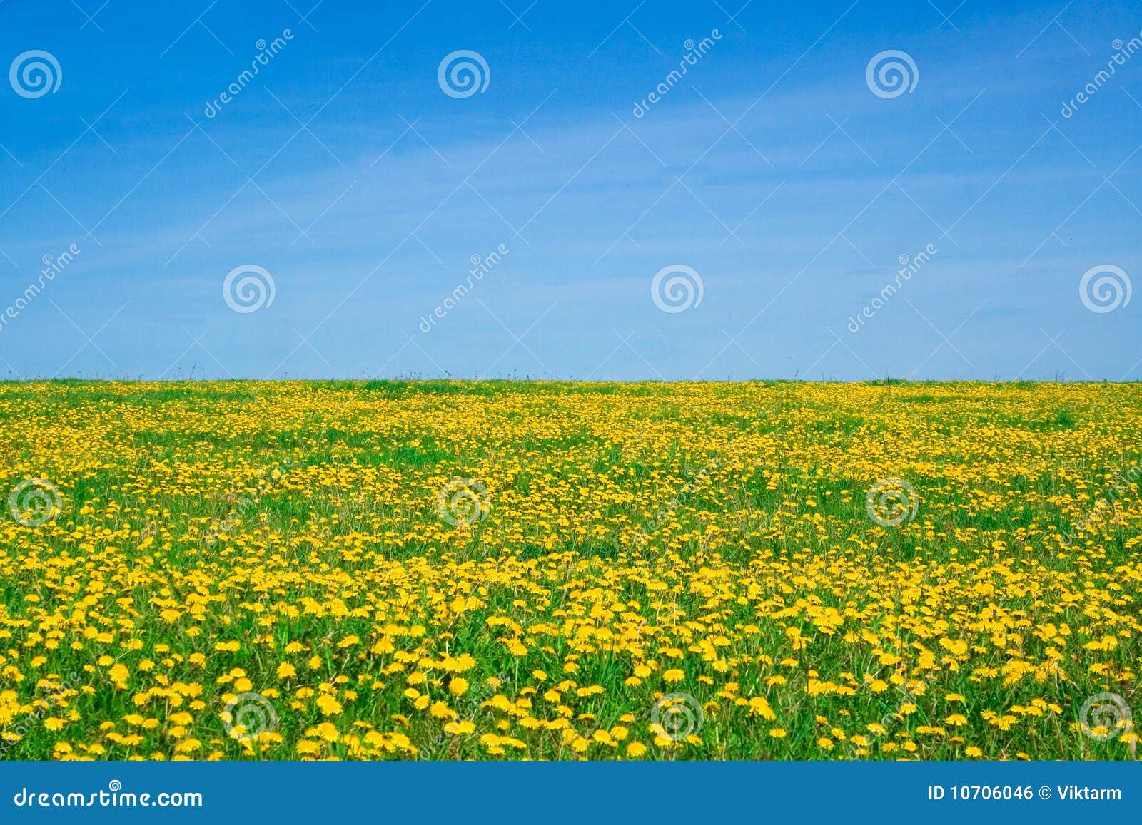 Dandelion field stock photo. Image of farm, landscape - 10706046