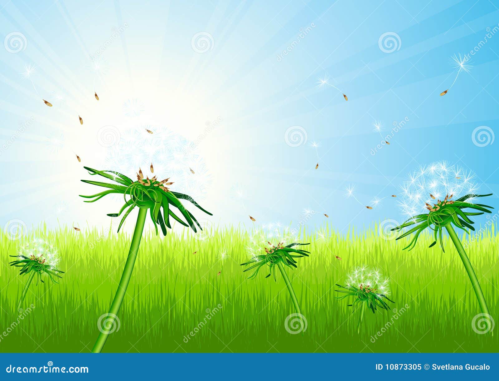 Dandelion field stock vector. Illustration of beautiful - 10873305