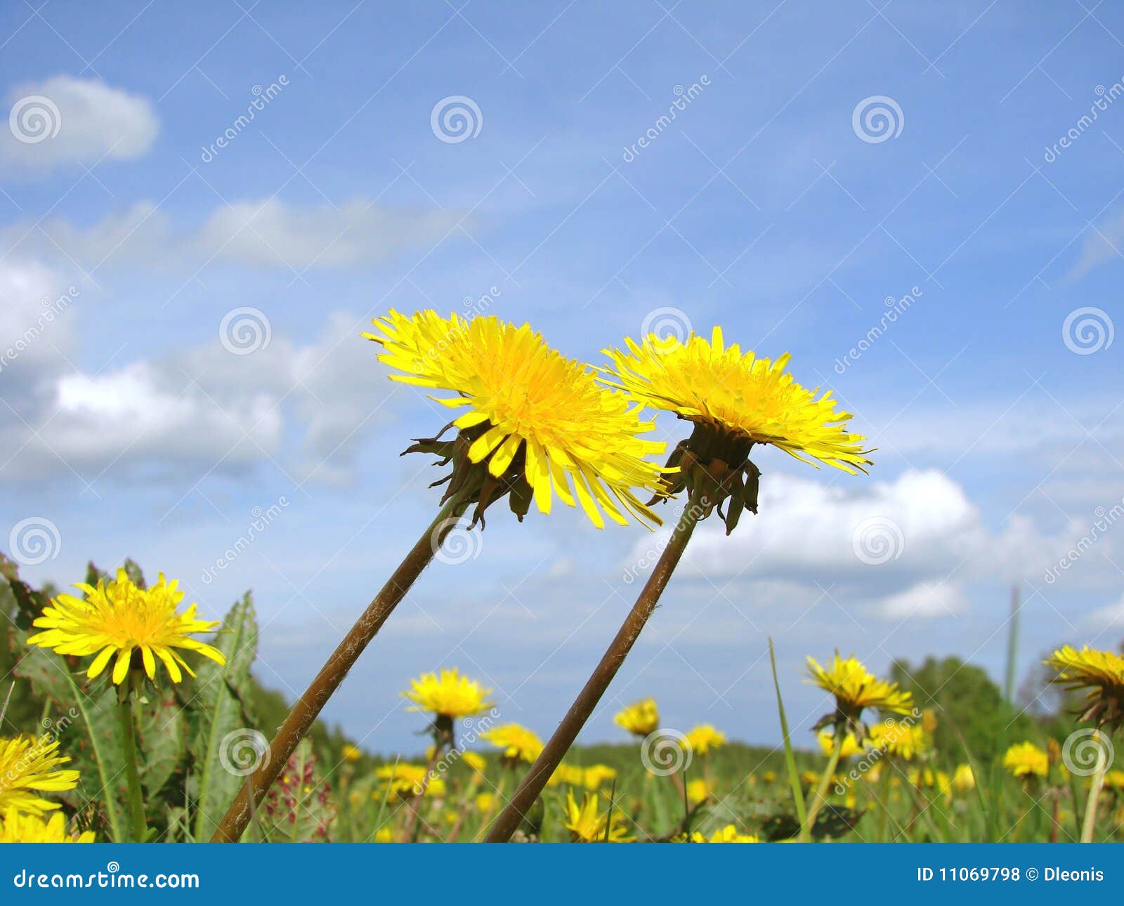 Dandelion field stock photo. Image of landscape, cloudy - 11069798