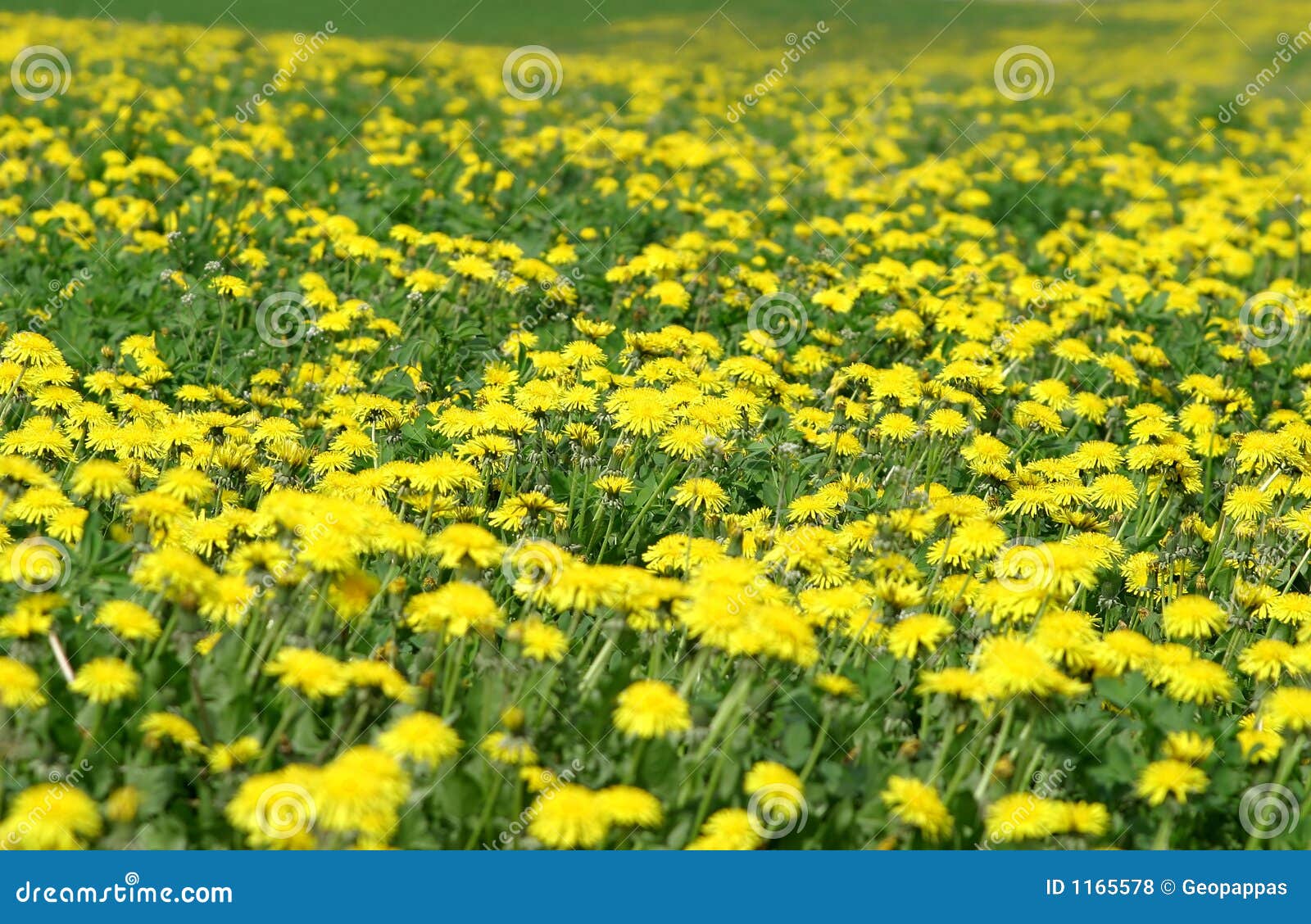 Dandelion-Field stock photo. Image of time, seasonal, buds - 1165578