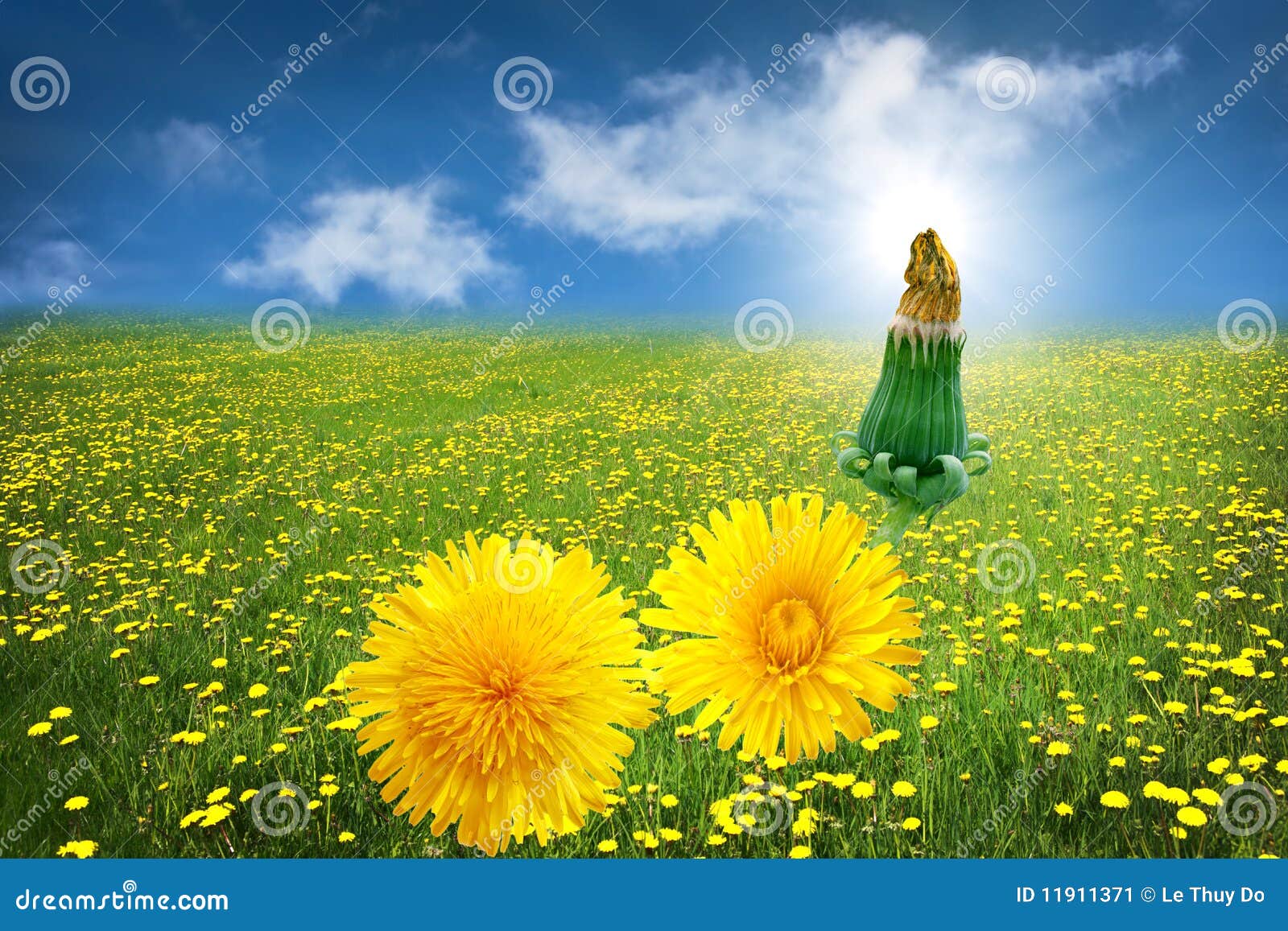 Dandelion Field stock image. Image of bright, farm, flower - 11911371