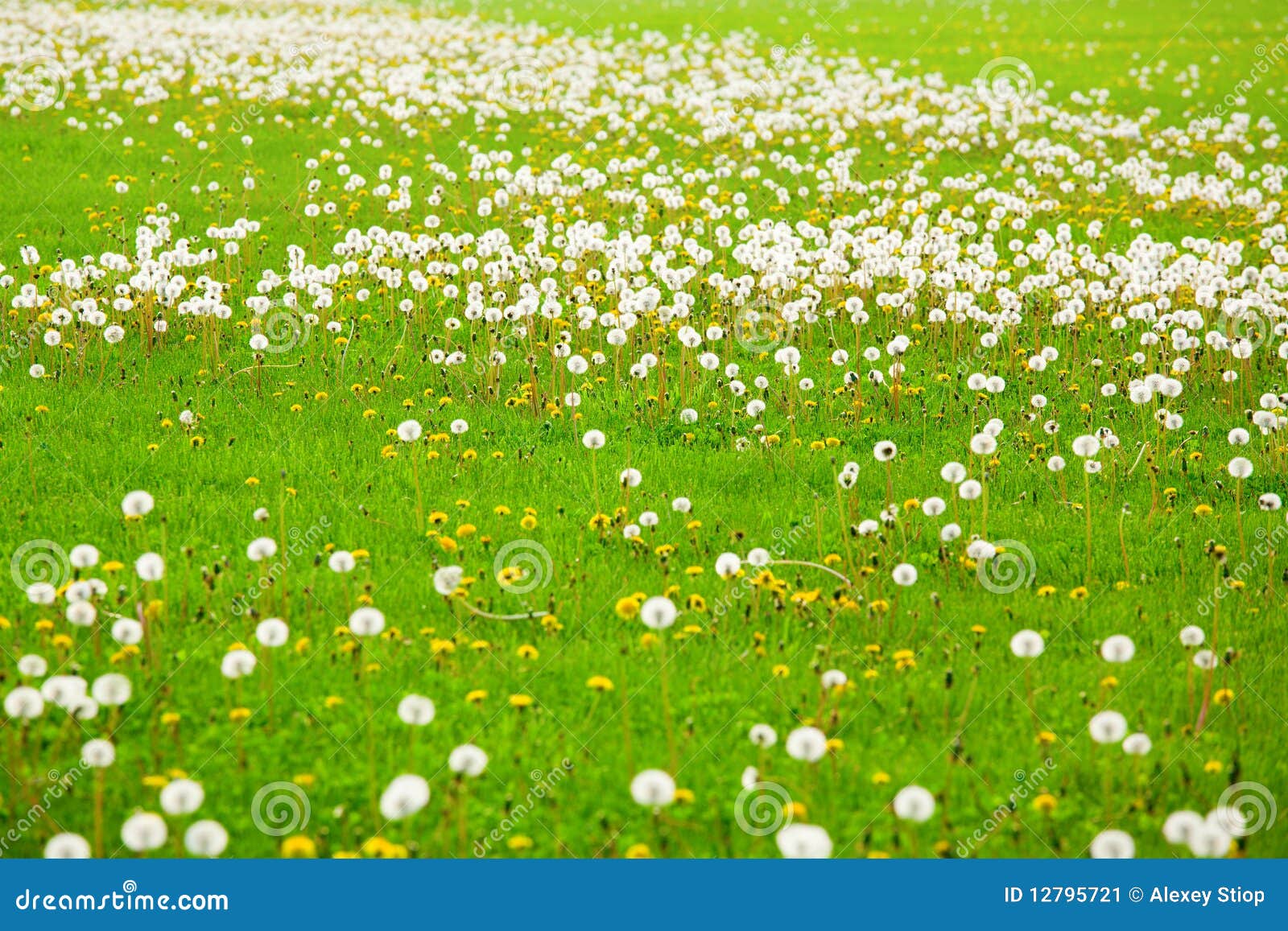 Dandelion field stock image. Image of yellow, blooming - 12795721