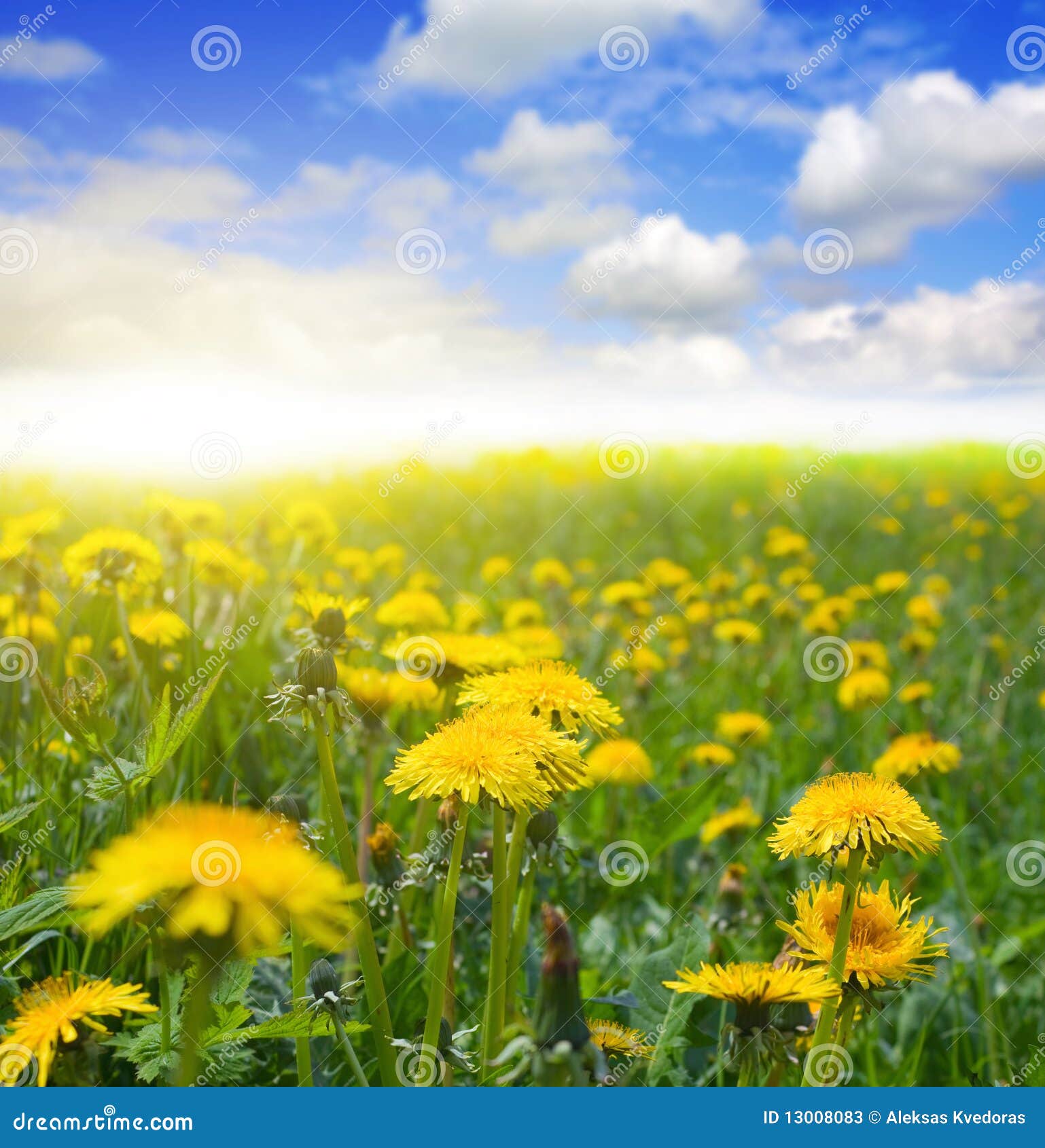 Dandelion field stock image. Image of growth, lawn, beauty - 13008083