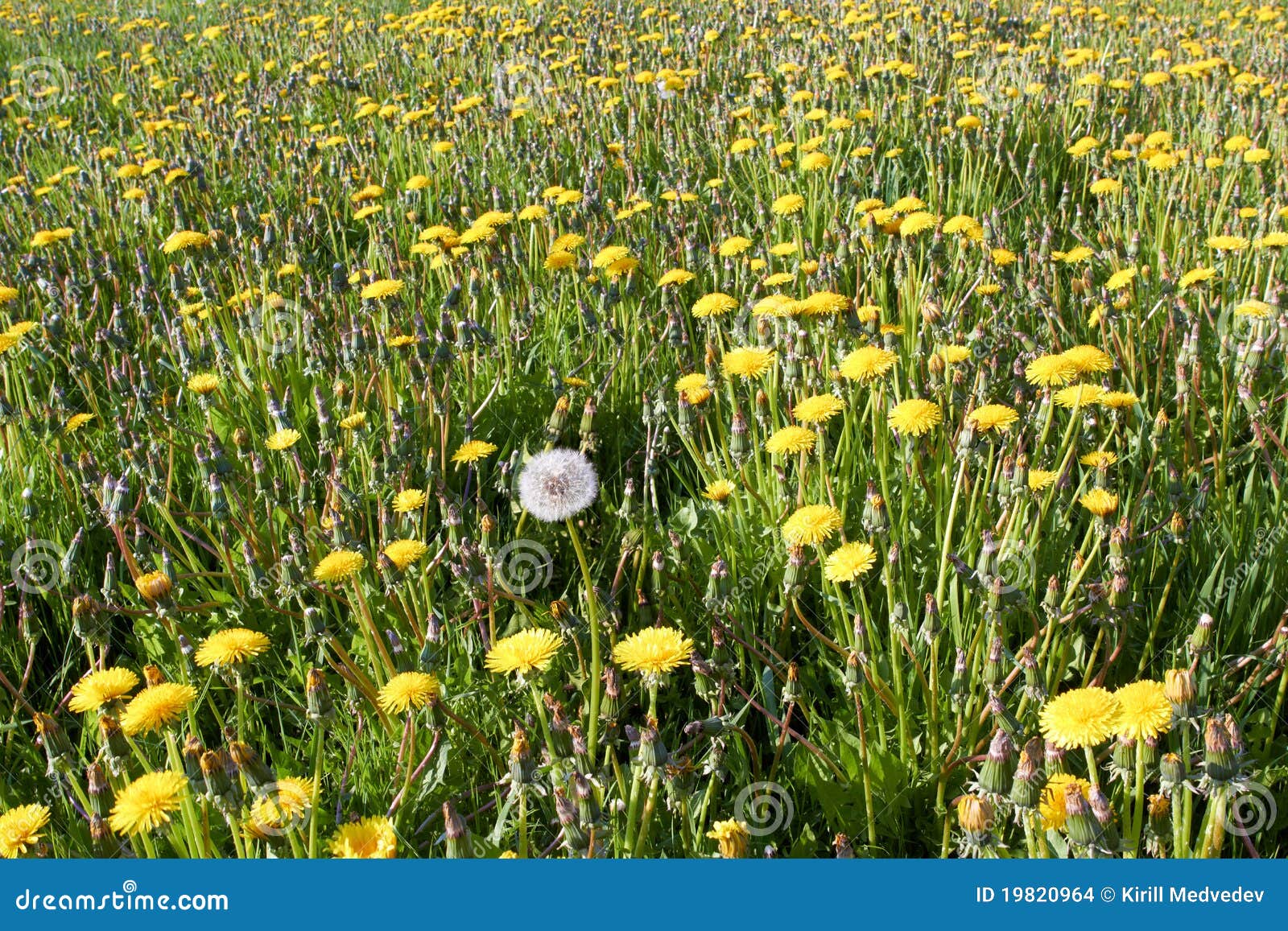 Dandelion field stock photo. Image of grass, flower, lone - 19820964