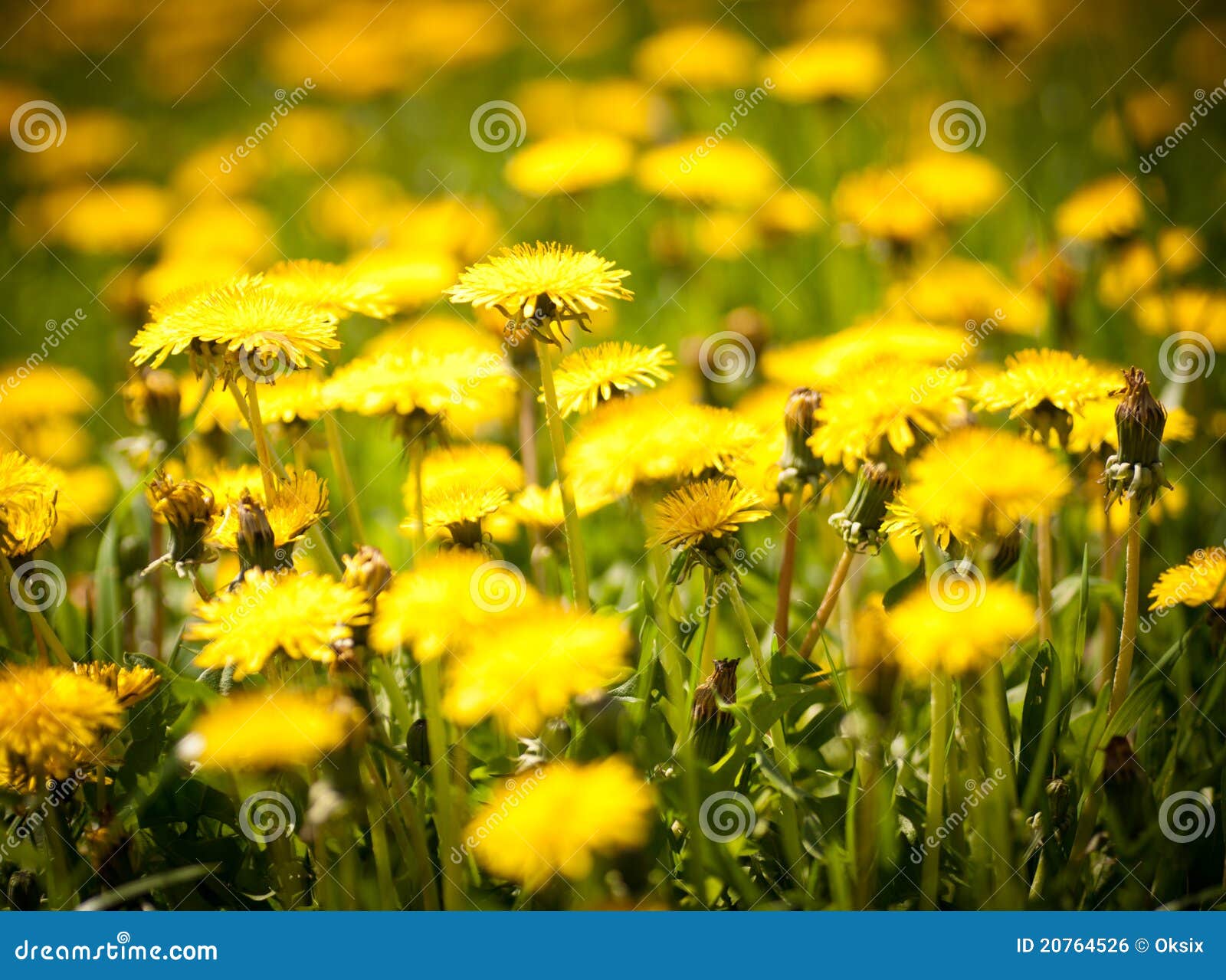 Dandelion field stock photo. Image of field, bloom, close - 20764526