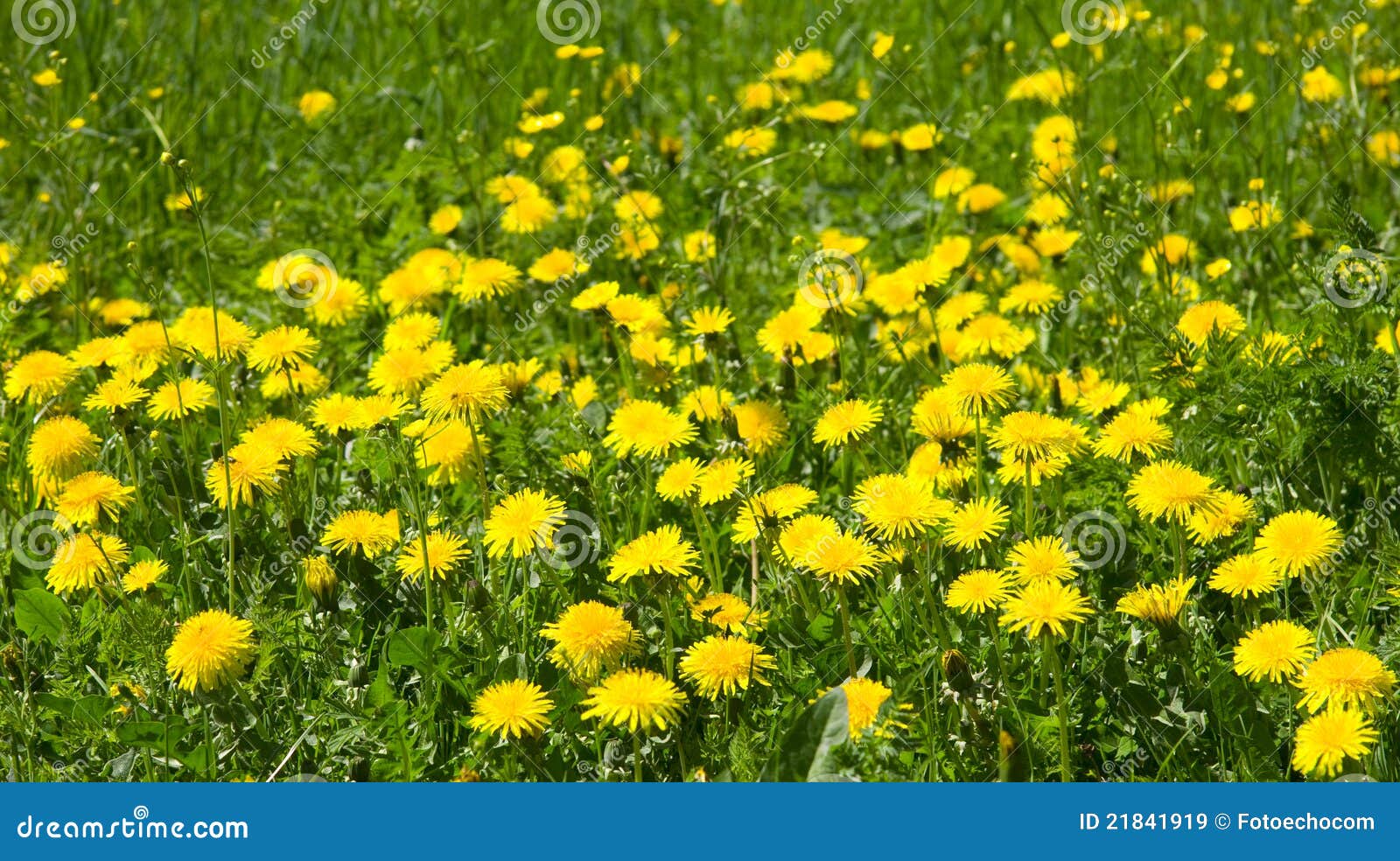 Dandelion field stock image. Image of park, wallpaper - 21841919