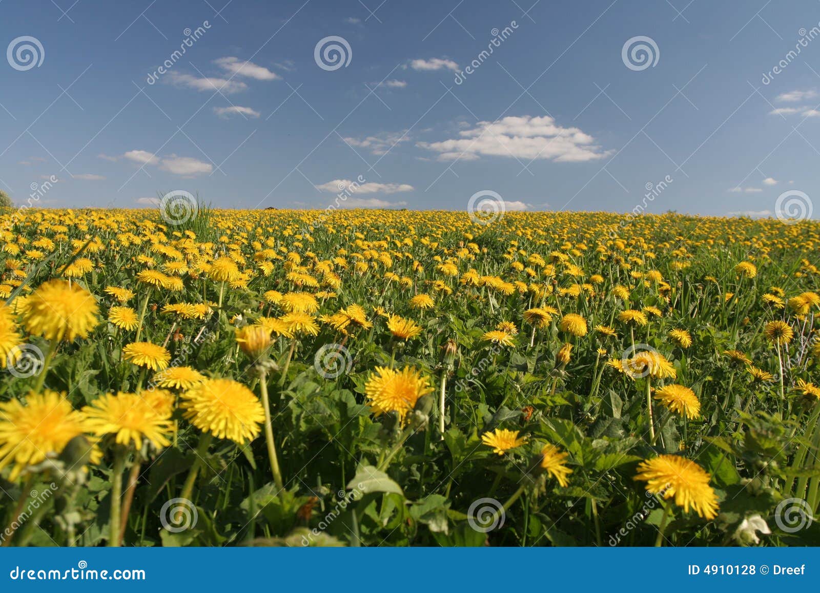 Dandelion field stock photo. Image of dandelion, nature - 4910128