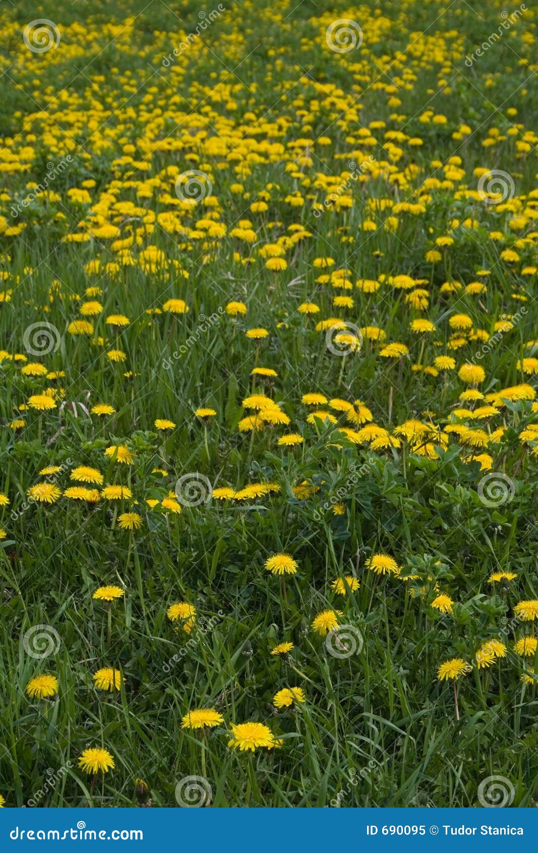 Dandelion field stock image. Image of portrait, spring - 690095