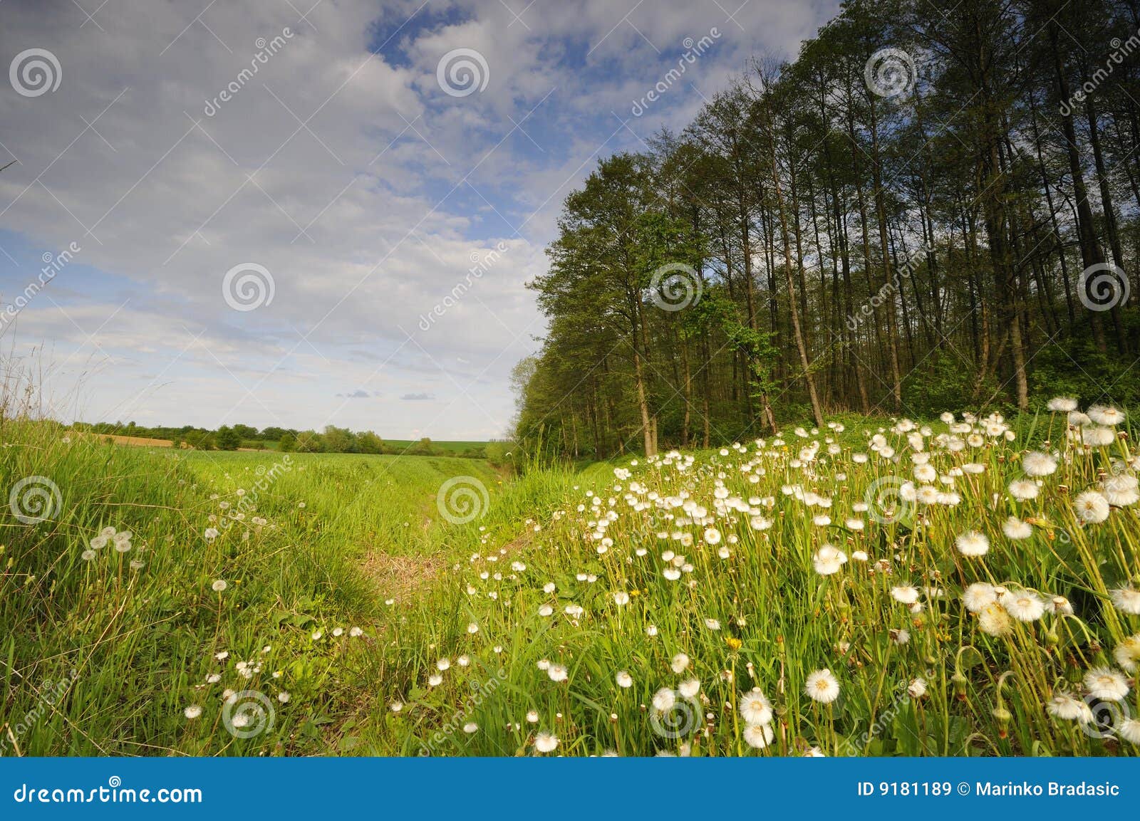 Dandelion field stock image. Image of cloudy, dandelion - 9181189