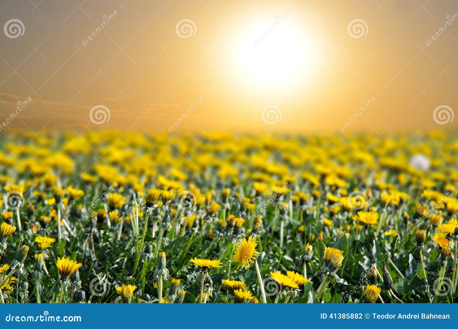 Dandelion field stock photo. Image of beauty, beautiful - 41385882
