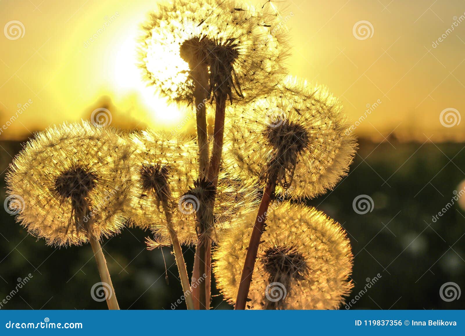 Dandelion Field Beautiful Orange Sunset Stock Photo - Image of meadow ...
