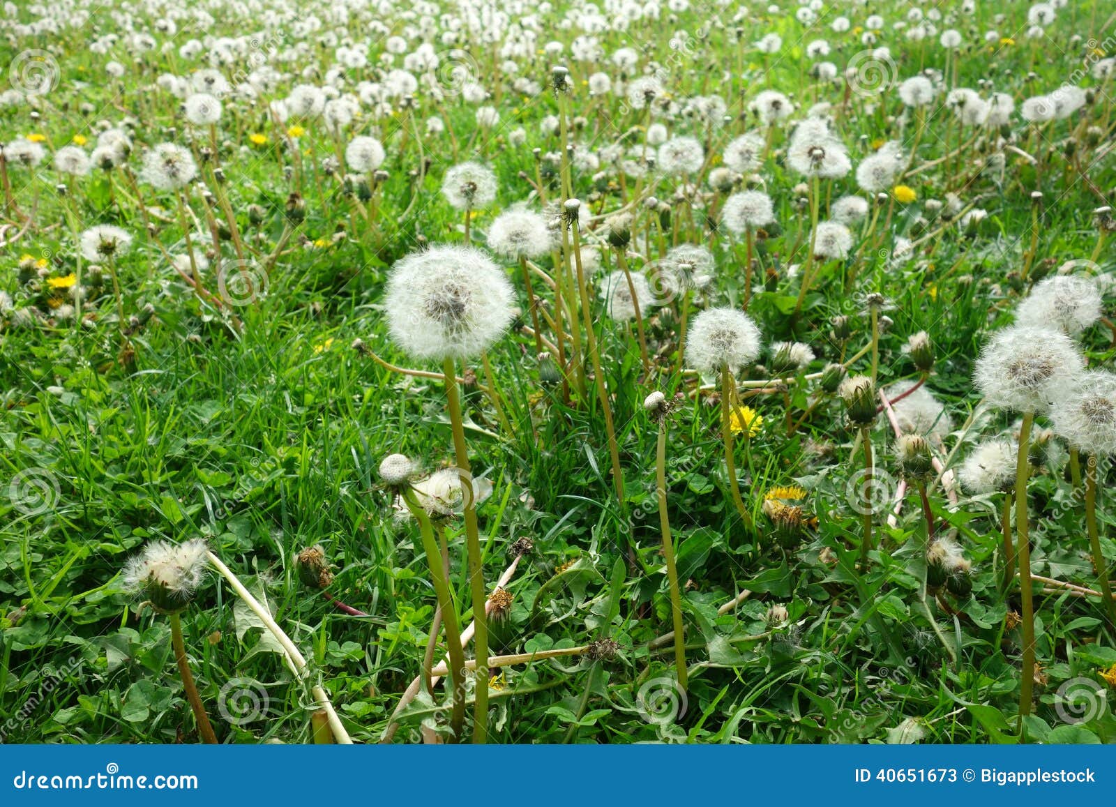 Dandelion stock image. Image of city, outdoors, green - 40651673